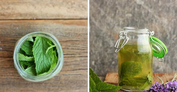 Homemade Mint Extract Recipe (2 ingredients) - Sustainable Cooks