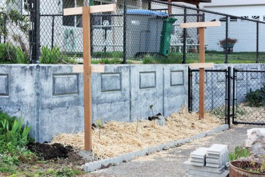 Raspberry Supports - Build Raspberry Trellises | Sustainable Cooks