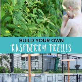 Raspberry Supports - Build Raspberry Trellises | Sustainable Cooks